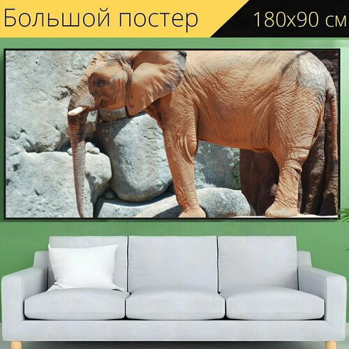 Большой постер "Слон, зоопарк, животное" 180 x 90 см. для интерьера
