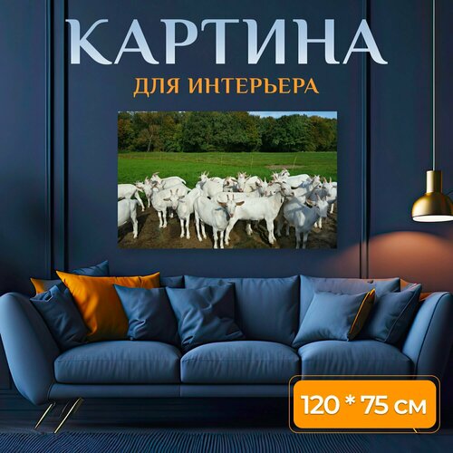 Картина на холсте "Белая коза, животное, млекопитающее" на подрамнике 120х75 см. для интерьера