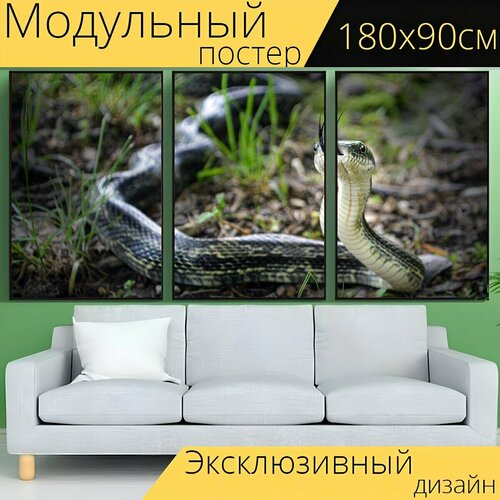 Модульный постер "Змея, природа, скользить" 180 x 90 см. для интерьера