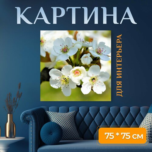 Картина на холсте "Груша, цветок груши, фрукты" на подрамнике 75х75 см. для интерьера
