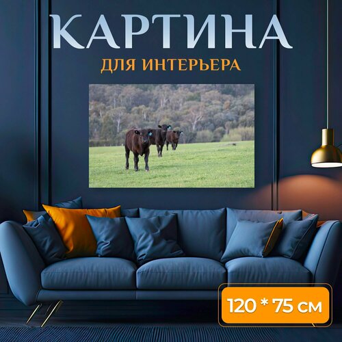 Картина на холсте "Корова, телец, черный ангус" на подрамнике 120х75 см. для интерьера