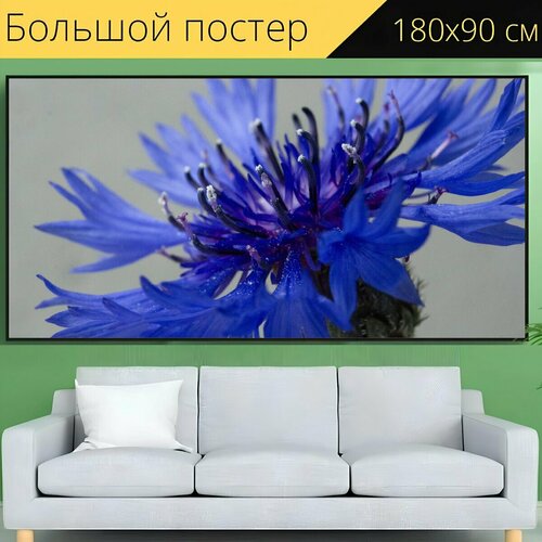 Большой постер "Васильки, васильковый, синий" 180 x 90 см. для интерьера