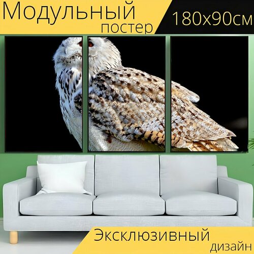 Модульный постер "Сипуха, сова, хищник" 180 x 90 см. для интерьера