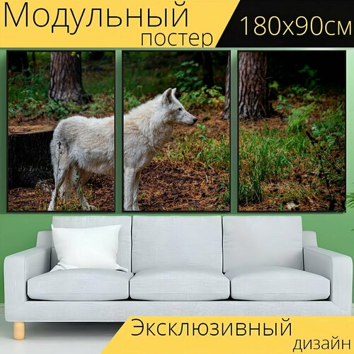 Модульный постер "Белый волк, волк, собачий" 180 x 90 см. для интерьера