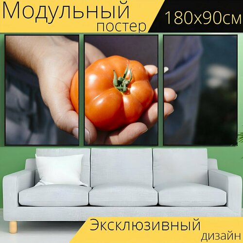 Модульный постер "Помидор, овощ, летний овощ" 180 x 90 см. для интерьера