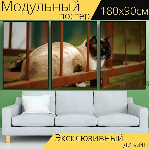 Модульный постер "Кот, сиам, сиамский" 180 x 90 см. для интерьера