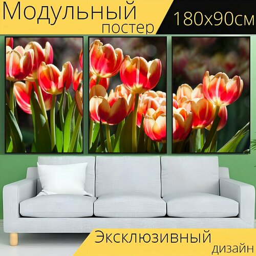 Модульный постер "Тюльпан, весенний цветок, цветок" 180 x 90 см. для интерьера