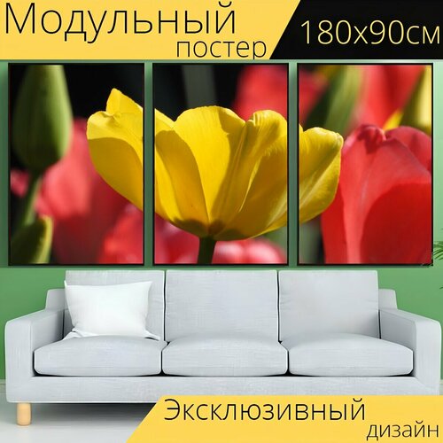 Модульный постер "Тюльпаны, красочные, цветы" 180 x 90 см. для интерьера