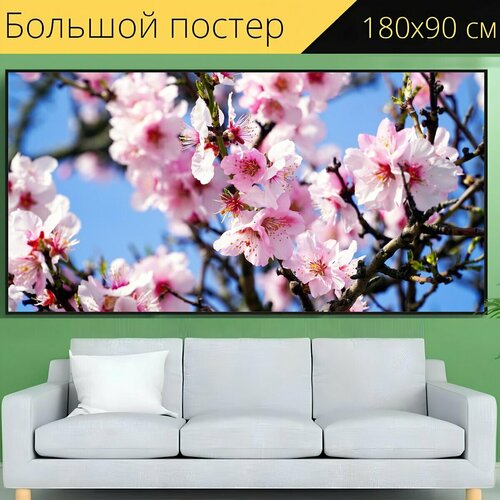 Большой постер "Миндальное дерево, цвести, весна" 180 x 90 см. для интерьера