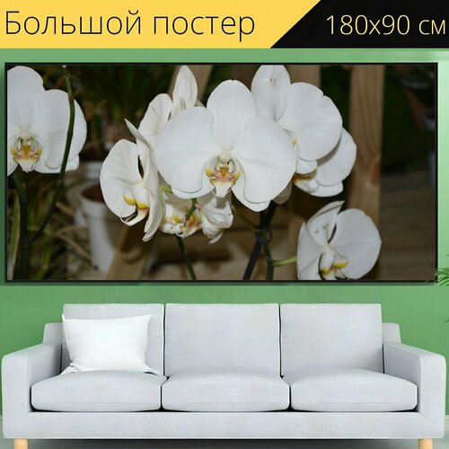 Большой постер "Орхидея белый, белые цветы, предложить подарок" 180 x 90 см. для интерьера