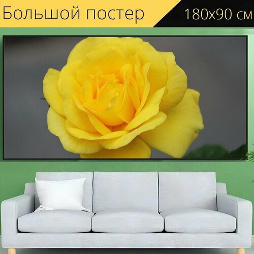 Большой постер "Роза, желтая роза, цветок" 180 x 90 см. для интерьера