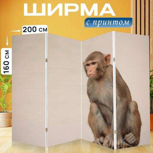 Ширма перегородка с принтом "Обезьяна, макака, примат" на холсте - 200x160 см. для зонирования, раскладная