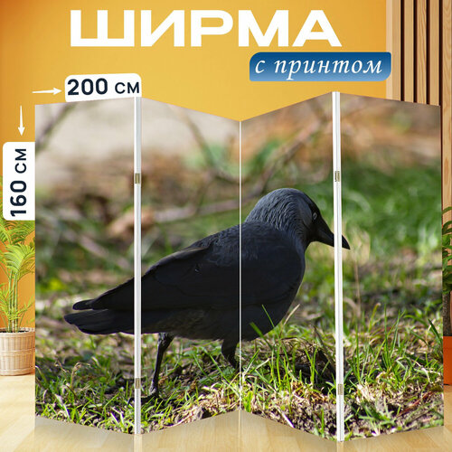 Ширма перегородка с принтом "Галка, птица, природа" на холсте - 200x160 см. для зонирования, раскладная
