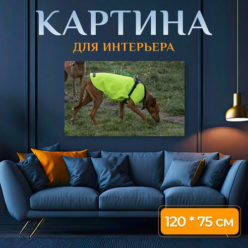 Картина на холсте "Собака, млекопитающее, животное" на подрамнике 120х75 см. для интерьера