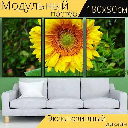 Модульный постер "Цветок, подсолнечник, желтый" 180 x 90 см. для интерьера