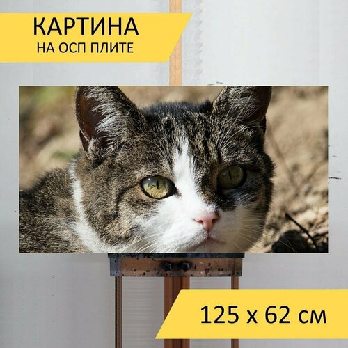 Картина на ОСП 125х62 см. "Кот, домашняя кошка, животное" горизонтальная, для интерьера, с креплениями