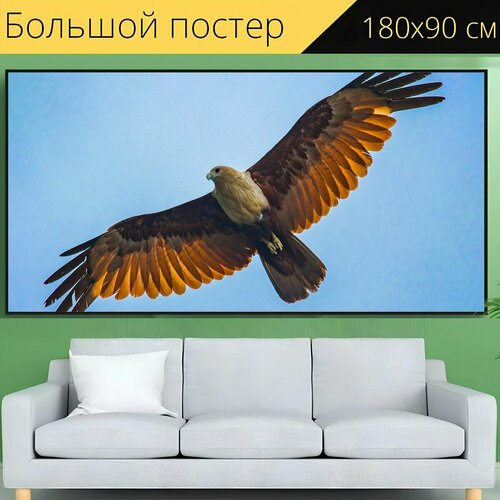 Большой постер "Орел, птица, летающий" 180 x 90 см. для интерьера