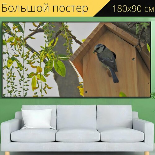 Большой постер "Лазоревка, гнездо, весна" 180 x 90 см. для интерьера