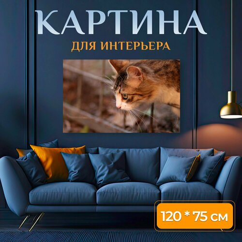 Картина на холсте "Кот, кошачий, цветной" на подрамнике 120х75 см. для интерьера