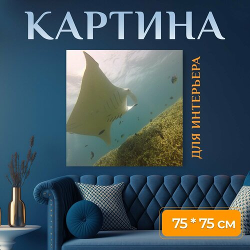 Картина на холсте "Скат манта, дайвинг, подводное плавание" на подрамнике 75х75 см. для интерьера