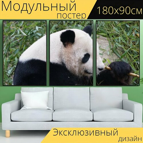 Модульный постер "Панда, животное, зоопарк" 180 x 90 см. для интерьера