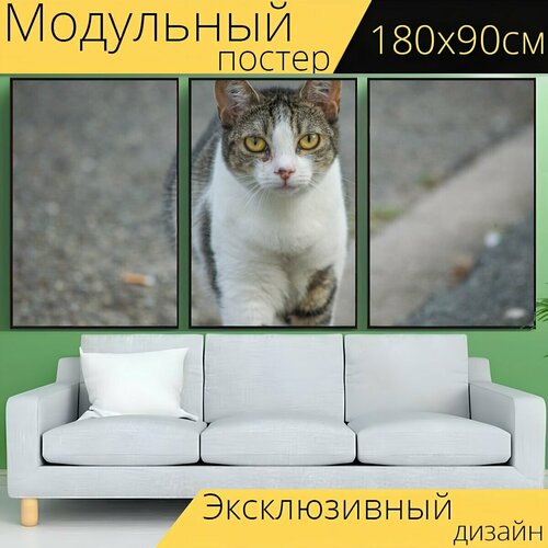 Модульный постер "Кошка, улица, фокус" 180 x 90 см. для интерьера