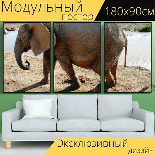 Модульный постер "Слон, национальный парк, аддо" 180 x 90 см. для интерьера