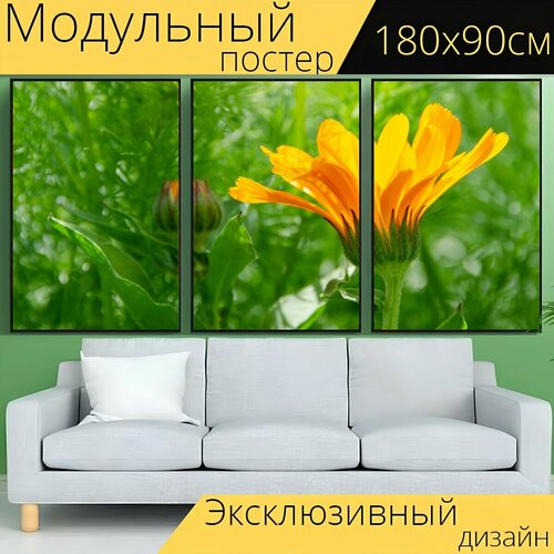 Модульный постер "Ноготки, цвести, лекарственное растение" 180 x 90 см. для интерьера