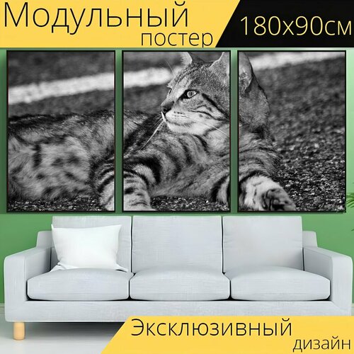 Модульный постер "Кошка, кот, европейская кошка" 180 x 90 см. для интерьера