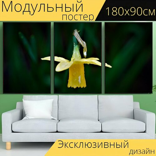 Модульный постер "Нарцисс, цветок, роса" 180 x 90 см. для интерьера