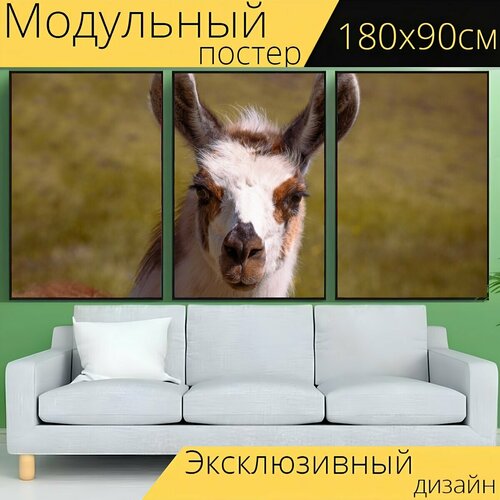 Модульный постер "Лама, животное, домашний скот" 180 x 90 см. для интерьера