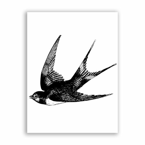 Постер плакат на бумаге / Черно-белые - Птица / Размер 40 x 53 см