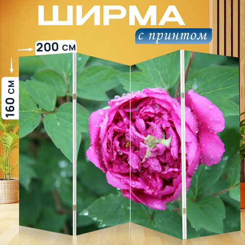 Ширма перегородка с принтом "Пион, кустарниковых, цветок" на холсте - 200x160 см. для зонирования, раскладная