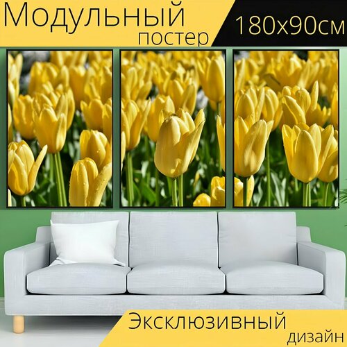 Модульный постер "Тюльпан, поле тюльпанов, цвести" 180 x 90 см. для интерьера