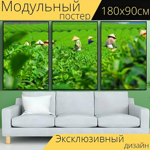 Модульный постер "Чай, плантация, уборка урожая" 180 x 90 см. для интерьера