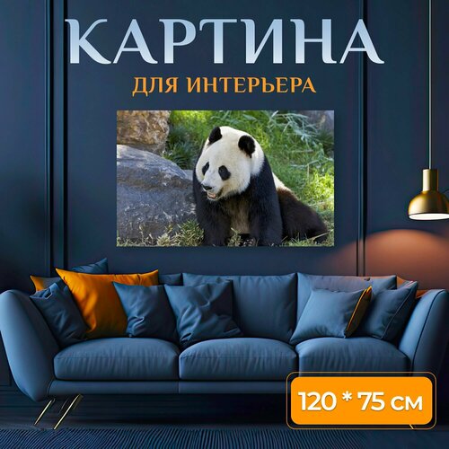 Картина на холсте "Панда, зоопарк аделаиды, мужчина" на подрамнике 120х75 см. для интерьера