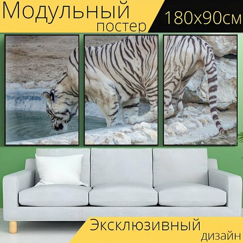 Модульный постер "Белый тигр, тигр, бахрейн" 180 x 90 см. для интерьера