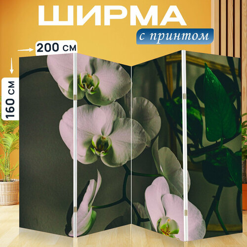 Ширма перегородка с принтом "Орхидея, цветок, комнатный цветок" на холсте - 200x160 см. для зонирования, раскладная