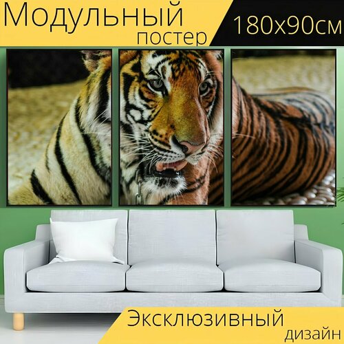 Модульный постер "Тигр, большой кот, портрет" 180 x 90 см. для интерьера