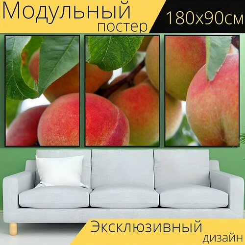 Модульный постер "Персик, фрукты, персиковое дерево" 180 x 90 см. для интерьера