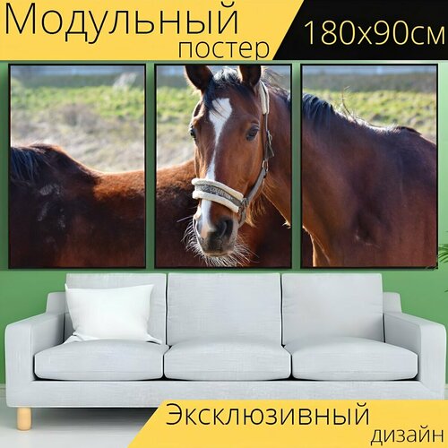 Модульный постер "Лошадь, жеребец, лошадиная голова" 180 x 90 см. для интерьера
