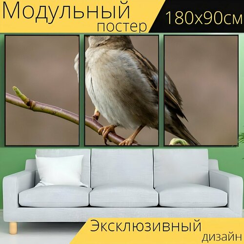 Модульный постер "Птица, домовый воробей, сидя" 180 x 90 см. для интерьера