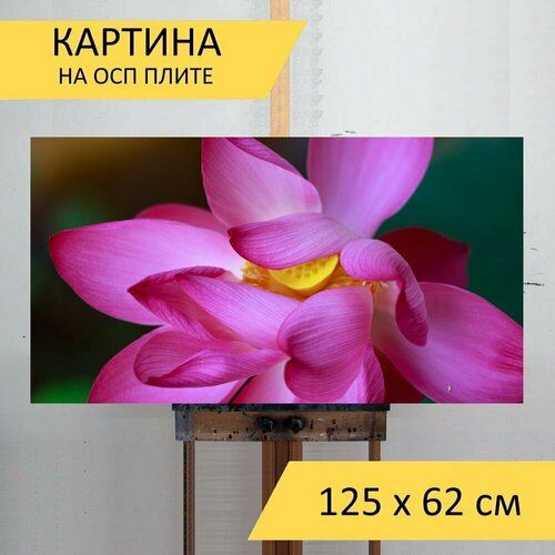 Картина на ОСП 125х62 см. "Цветок лотоса, цветок, красивая" горизонтальная, для интерьера, с креплениями