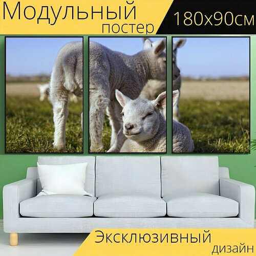 Модульный постер "Ягнята, овец, ягненок" 180 x 90 см. для интерьера