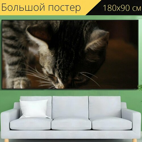Большой постер "Кошка, домашний питомец, подача" 180 x 90 см. для интерьера