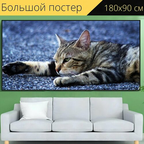 Большой постер "Кошка, кот, европейская кошка" 180 x 90 см. для интерьера