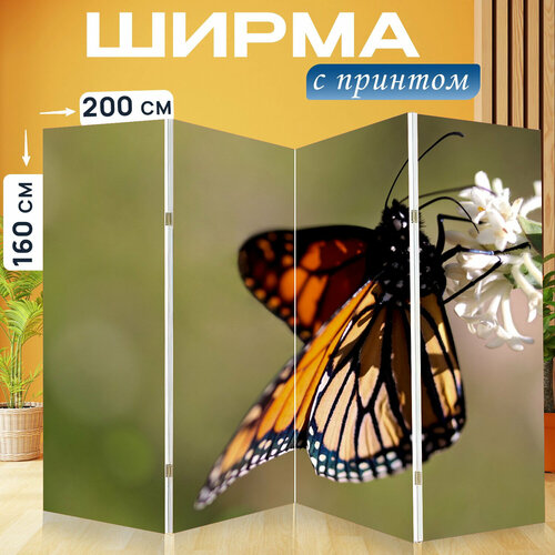 Ширма перегородка с принтом "Бабочка монарх, рис цветы, австралийский завод" на холсте - 200x160 см. для зонирования, раскладная
