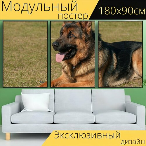 Модульный постер "Собака, животное, домашние животные" 180 x 90 см. для интерьера
