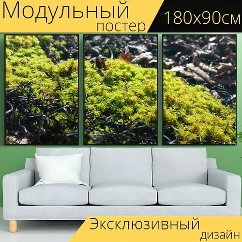 Модульный постер "Мох, зеленый, природа" 180 x 90 см. для интерьера