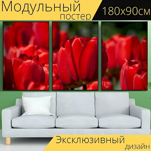 Модульный постер "Тюльпан, красный, цветы" 180 x 90 см. для интерьера